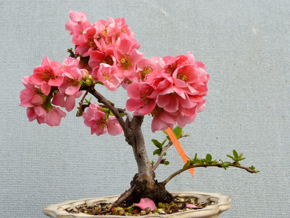 Bonsai Show Date & Rant - Graham Potter | Kaizen Bonsai Blog