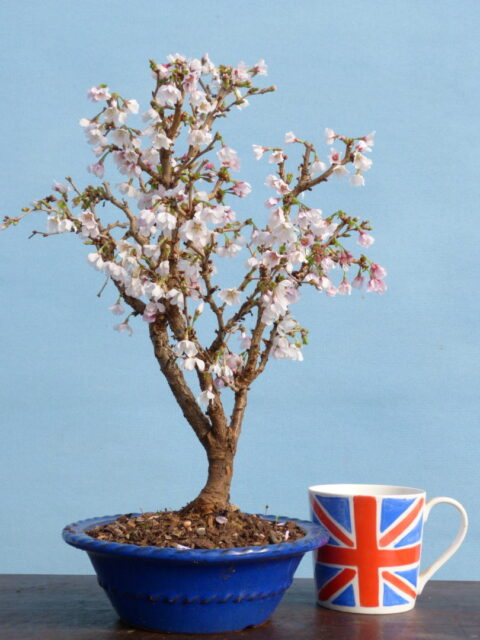 Bonsai Dates for April - Graham Potter | Kaizen Bonsai Blog