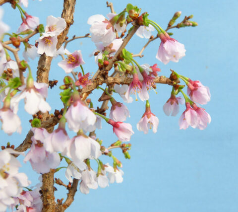 Bonsai Dates for April - Graham Potter | Kaizen Bonsai Blog