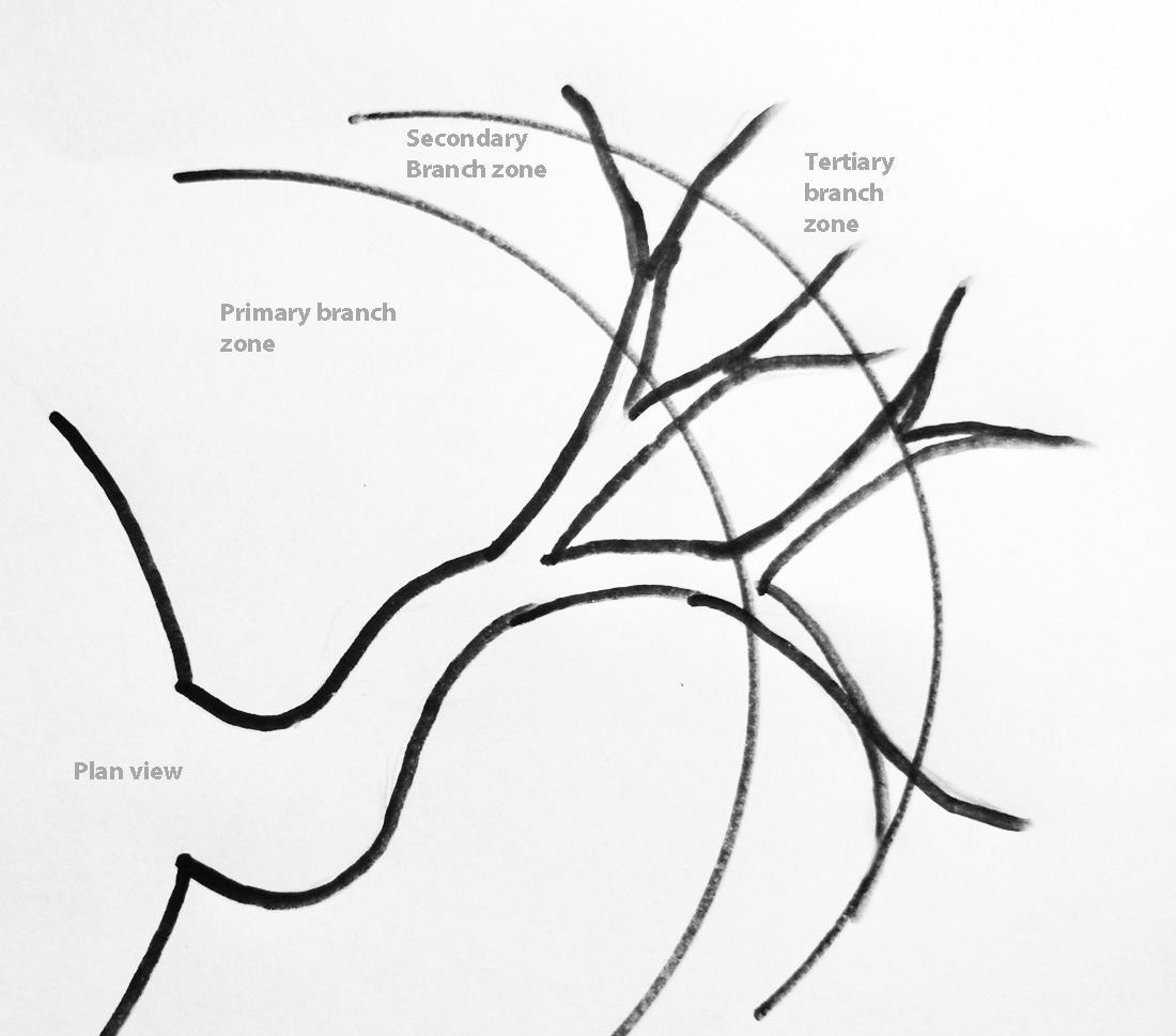 Defoliation - What You Need To Know - Graham Potter | Kaizen Bonsai Blog