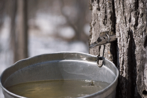 Bonsai & Bleeding Trees - Graham Potter | Kaizen Bonsai Blog
