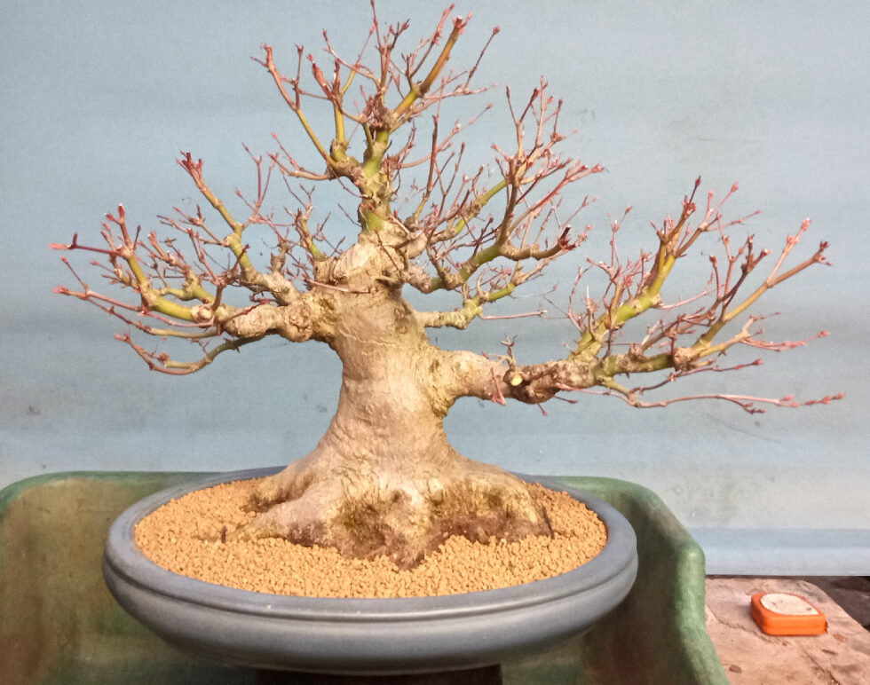 Bonsai Repotting Adventures - Graham Potter | Kaizen Bonsai Blog